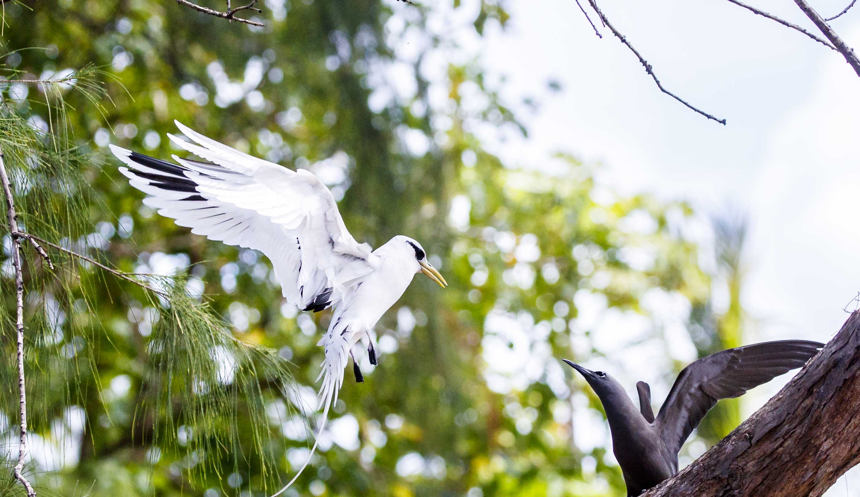Bird Island | clivefotos