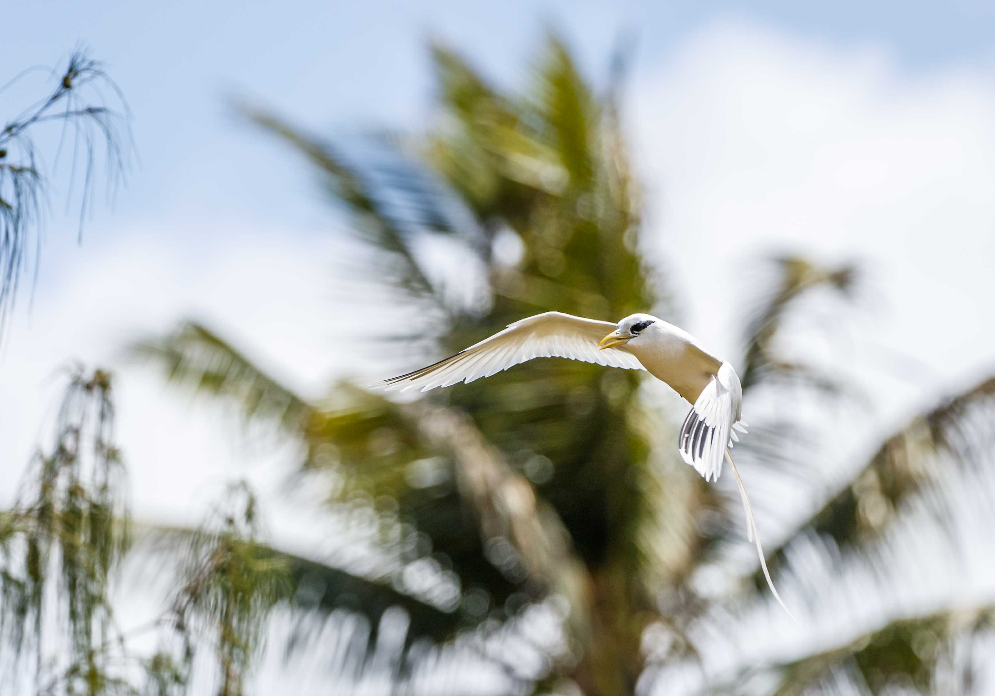 Bird Island | clivefotos