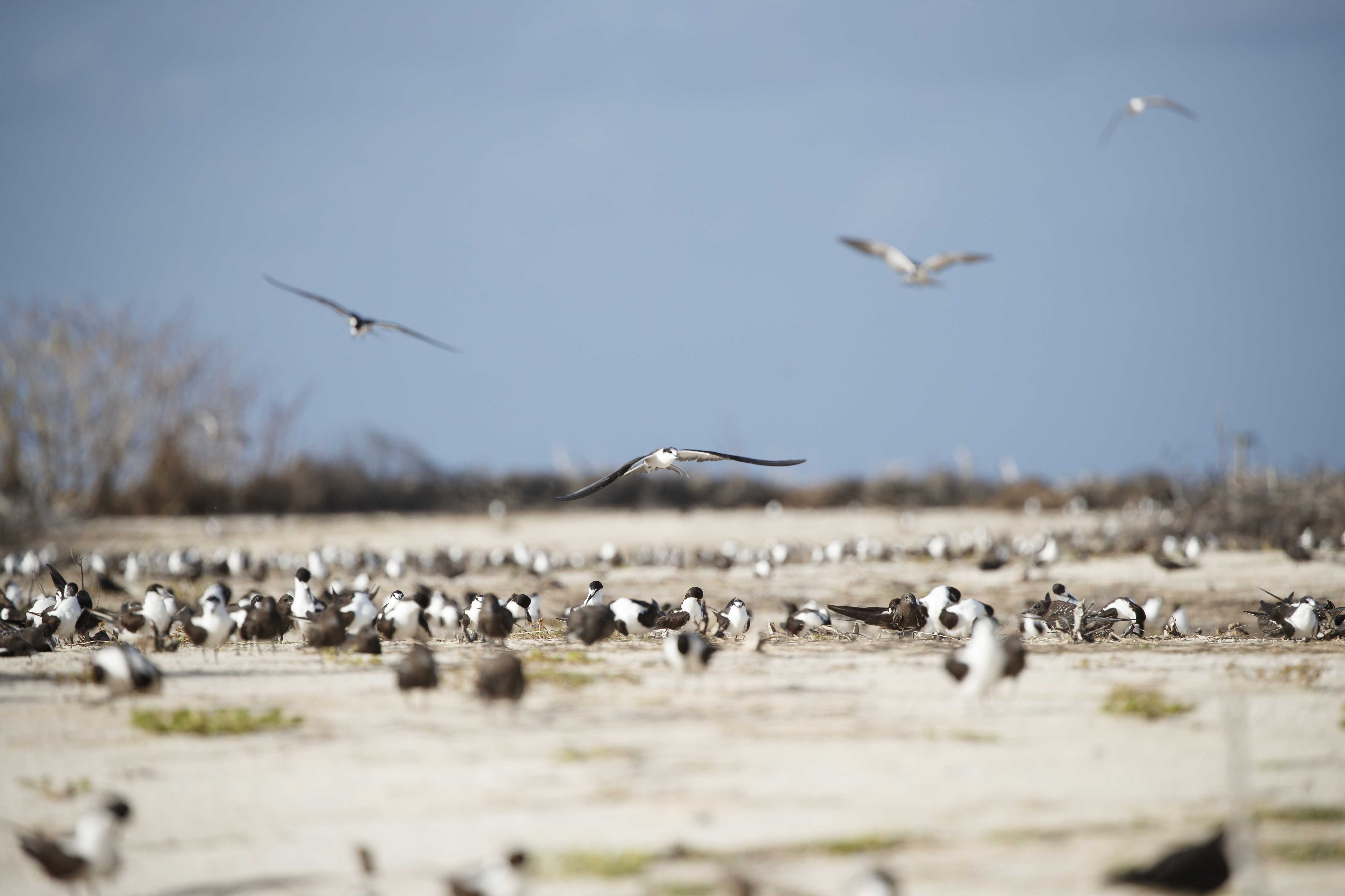 Bird Island | clivefotos